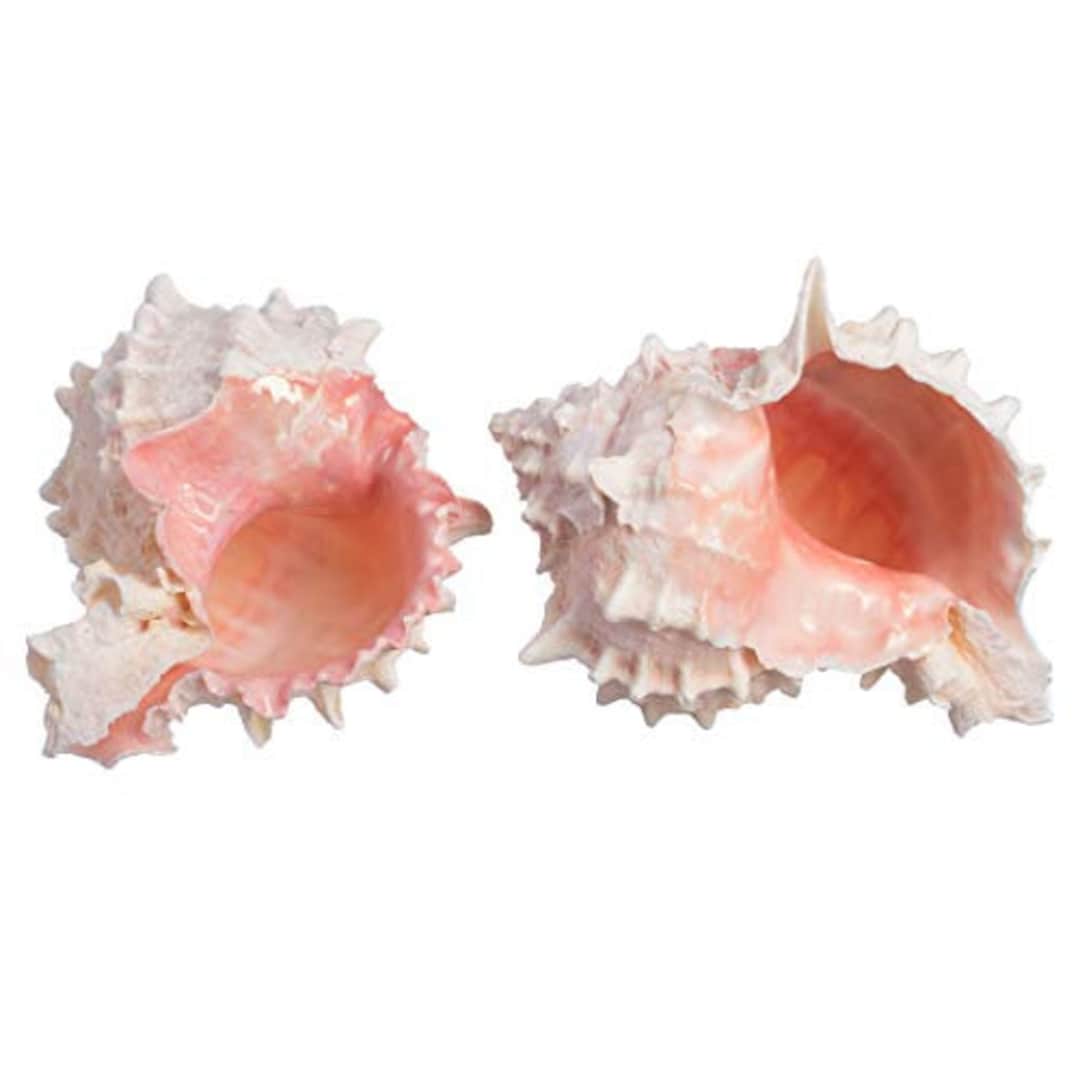 Hermit Crab Murex Shell | 2 Pink Murex Sea Shell 3"-4" | Hermit Crab ...