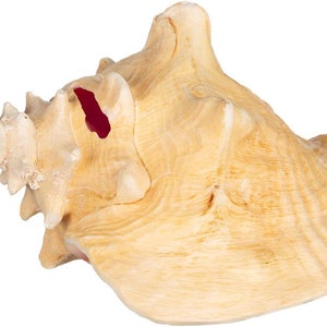 Conch Shell Large Sea Shells Garden Quality 5 to 6 Inch Conch Sea Shell ...