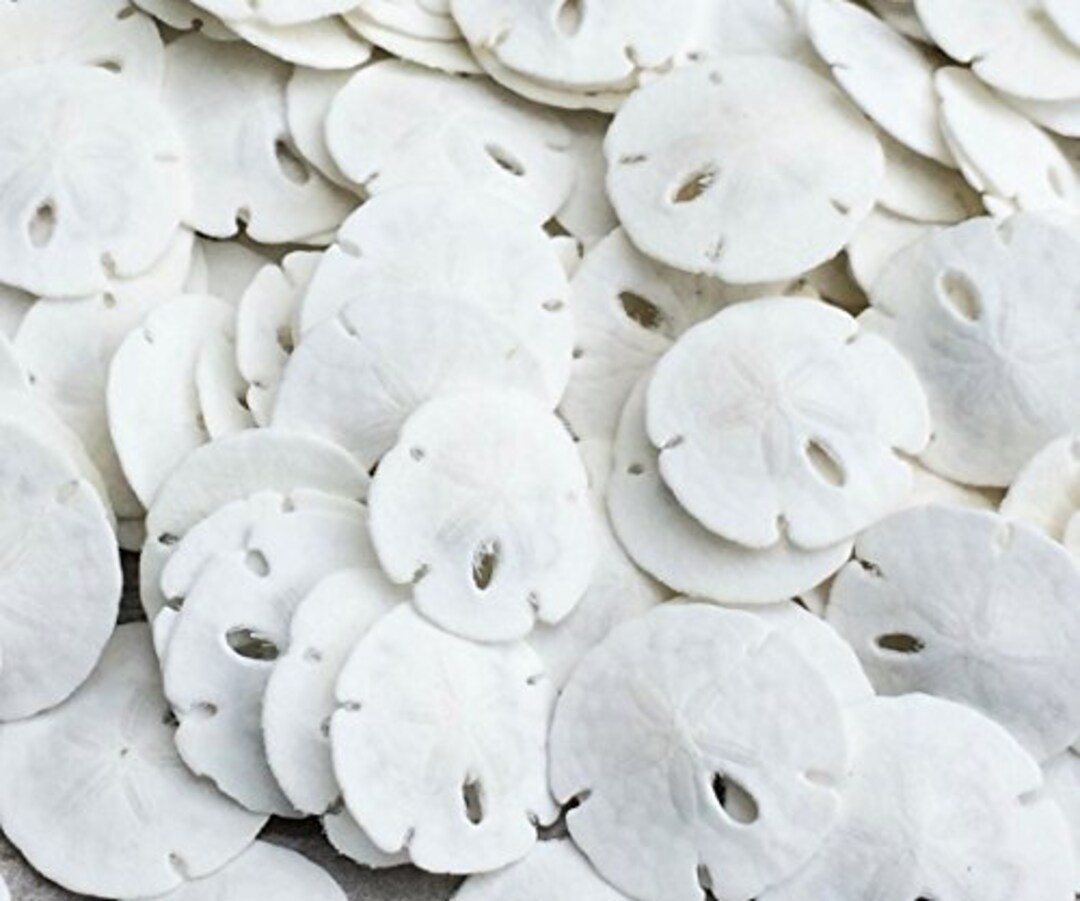Sand Dollar Real Natural Sand Dollars Under 1 Inch Set of 200 Small ...