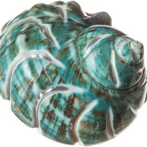 Hermit Crab Shells Turbo Shells Jade Green Spiral Striped Turbo Shell 3 ...