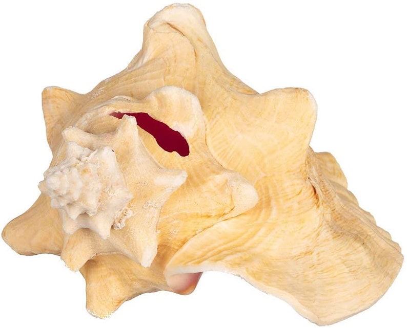 Conch Seashell Shell Bahama Conch 8-10 - Etsy