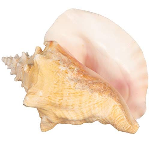 Sea Shell Conch Shell 68 Seashell for Display - Etsy