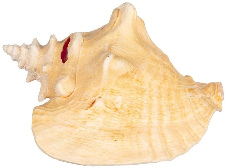 Conch Seashell Shell Bahama Conch 8-10 - Etsy