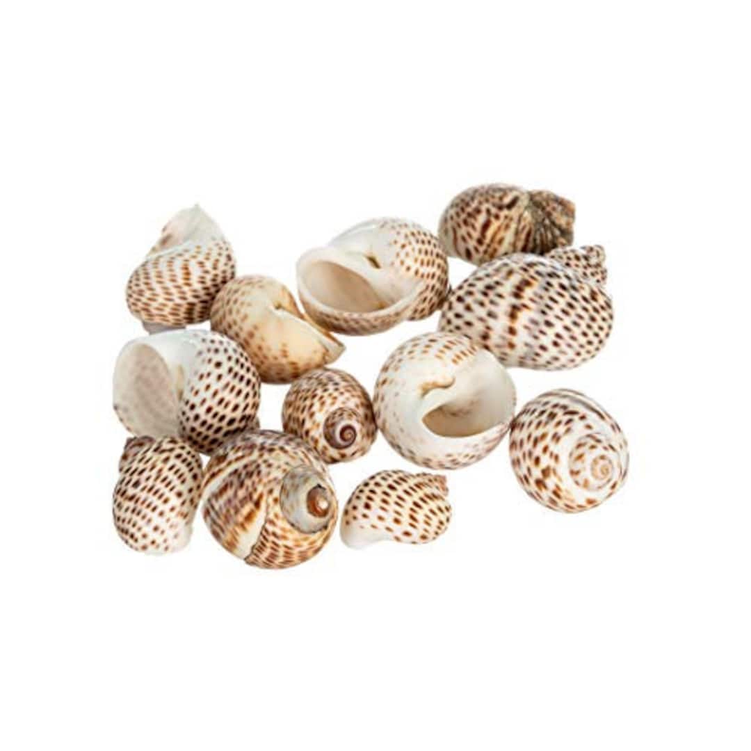 Hermit Crab Shells Turbo Shells 12 Natica Tigrina Turbo Shells .5 1.5 ...