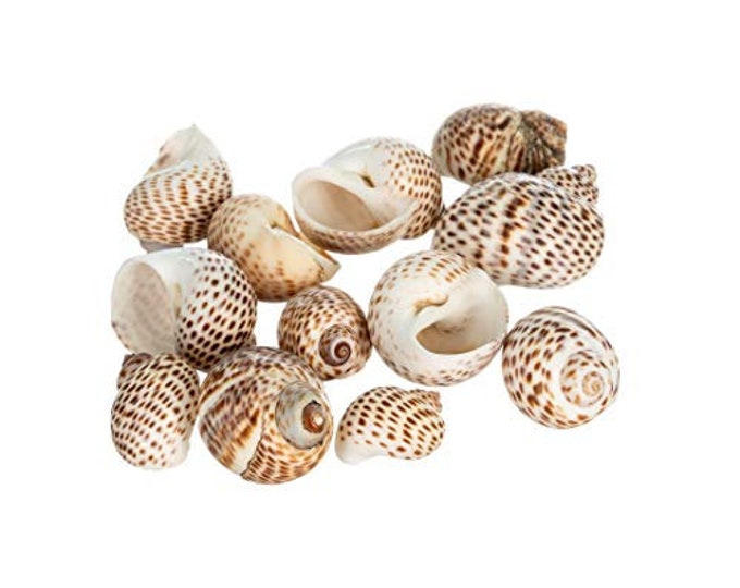 Hermit Crab Shells Turbo Shells 12 Natica Tigrina Turbo Shells .5- 1.5 ...