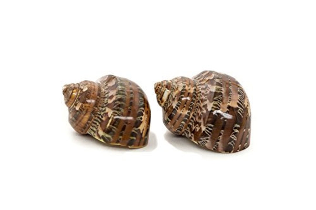 Hermit Crab Shells Turbo Shells 2 Brown Turbo Shells 1.75 to 2 Inches ...