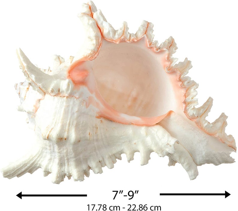 Sea Shell Murex Ramosus Shell 1 Large Murex Sea Shell 7 | Etsy