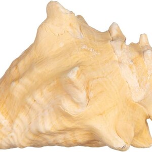 Conch Shell Large Sea Shells Garden Quality 5 to 6 Inch Conch Sea Shell ...