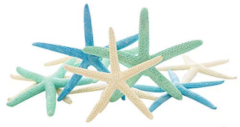 Nautical Crush Trading Starfish | Extra Large Finger Starfish 6"-8 ...