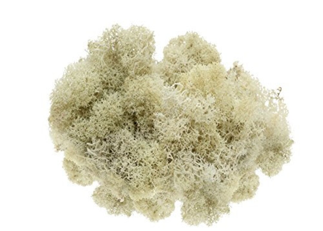 Reindeer Moss Preserved Cream Moss Cream Reindeer Moss for Potted ...