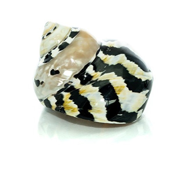 Shell Crab - Etsy
