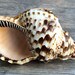 Conch Sea Shell Garden Quality 68 Conch Shell Imperfect Conch Sea Shell ...