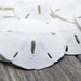 Sand Dollar Real Sand Dollars 33 1/2 set of 10 Sand Dollar Shells - Etsy