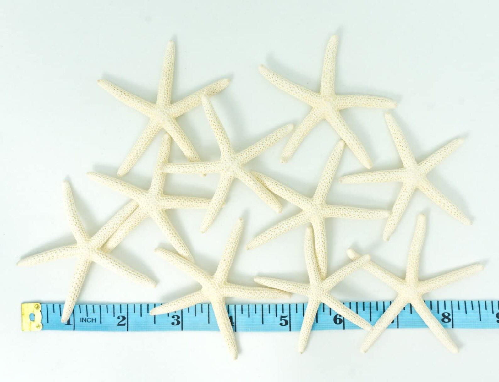 Finger Starfish 10 White Finger Starfish 2 to 3 - Etsy