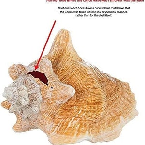 Conch Shell Large Sea Shells Garden Quality 5 to 6 Inch Conch Sea Shell ...