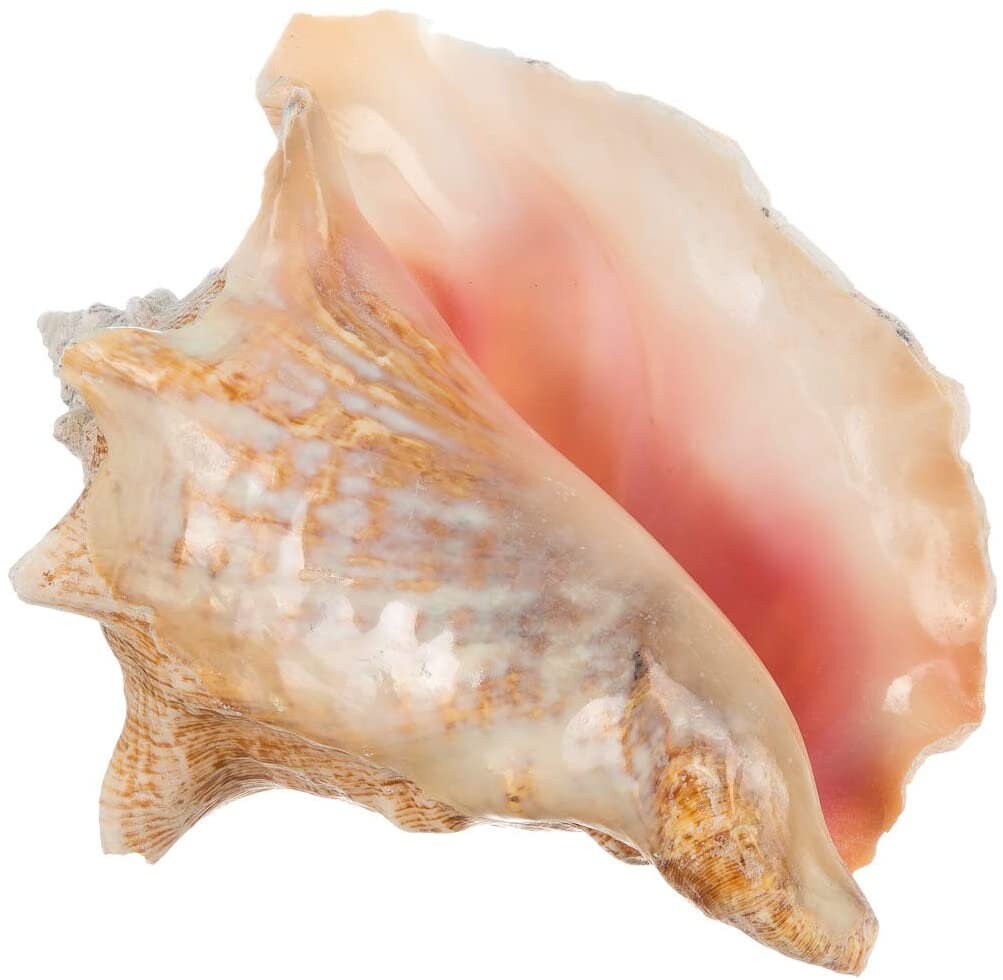 Conch Sea Shell Garden Quality 68 Conch Shell - Etsy