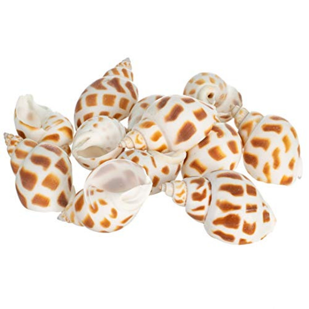 Hermit Crab Shells Shells for Hermit Crabs 12 Babylonia Aerolata Turbo ...