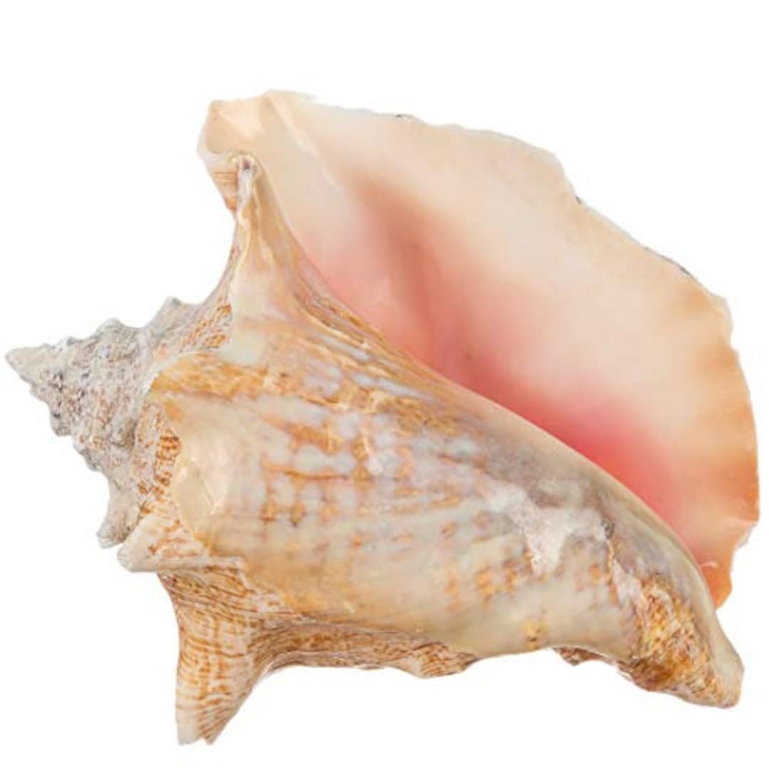 Conch Sea Shell | Garden Quality 6"-8" Conch Shell | Imperfect Conch ...