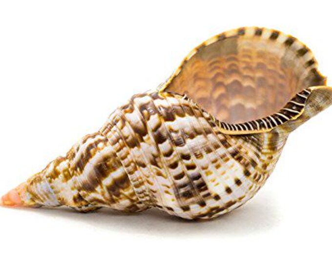 Triton Shell 1 Triton Sea Shell 6 to 7 Inch - Etsy