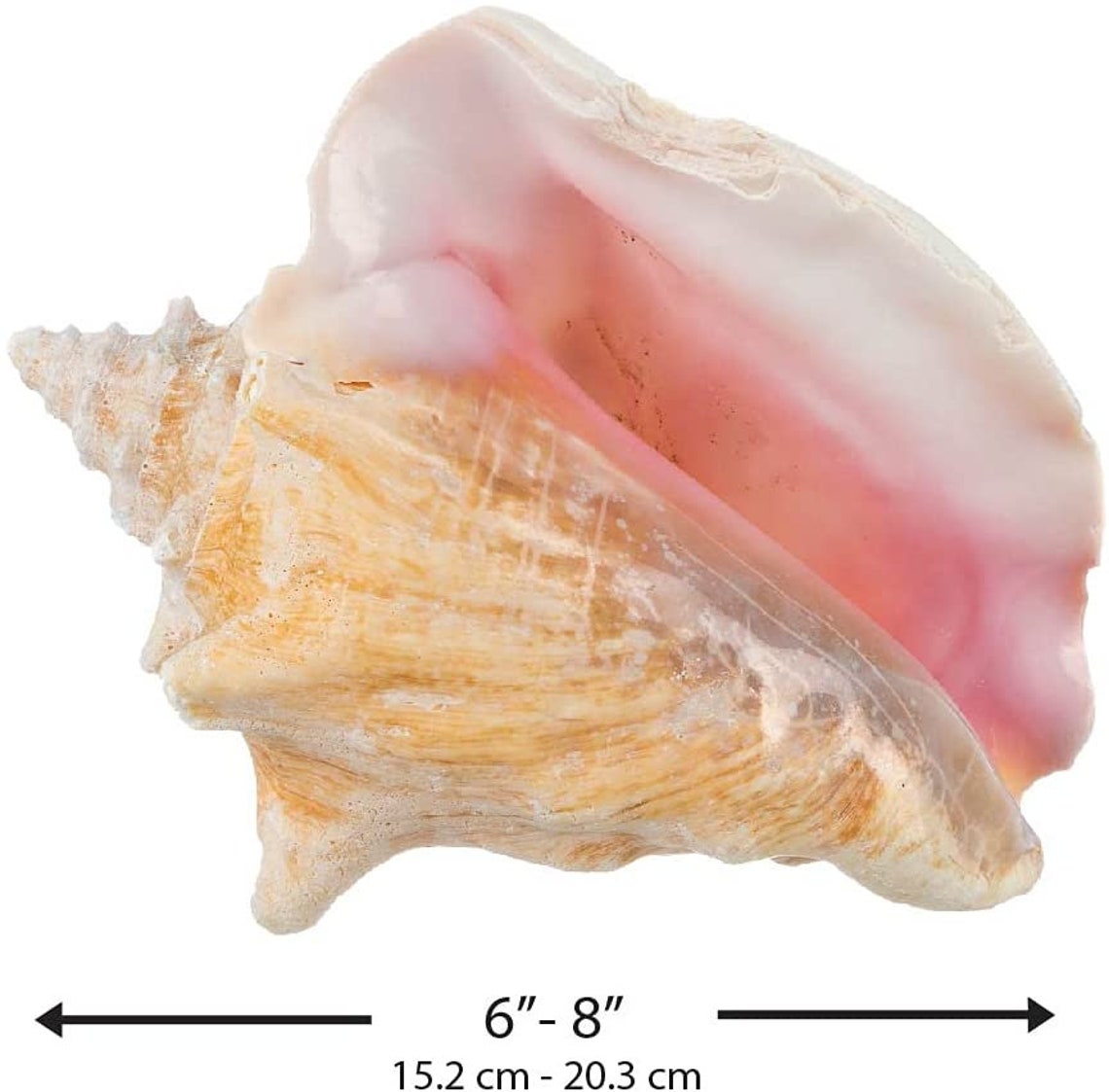 Conch Sea Shell Garden Quality 68 Conch Shell - Etsy