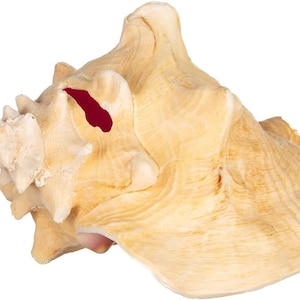 Conch Shell Large Sea Shells Garden Quality 5 to 6 Inch Conch Sea Shell ...