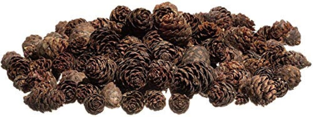 Pine Cones Small Pine Cones Mini Black Spruce Pine Cones Pine Cone ...