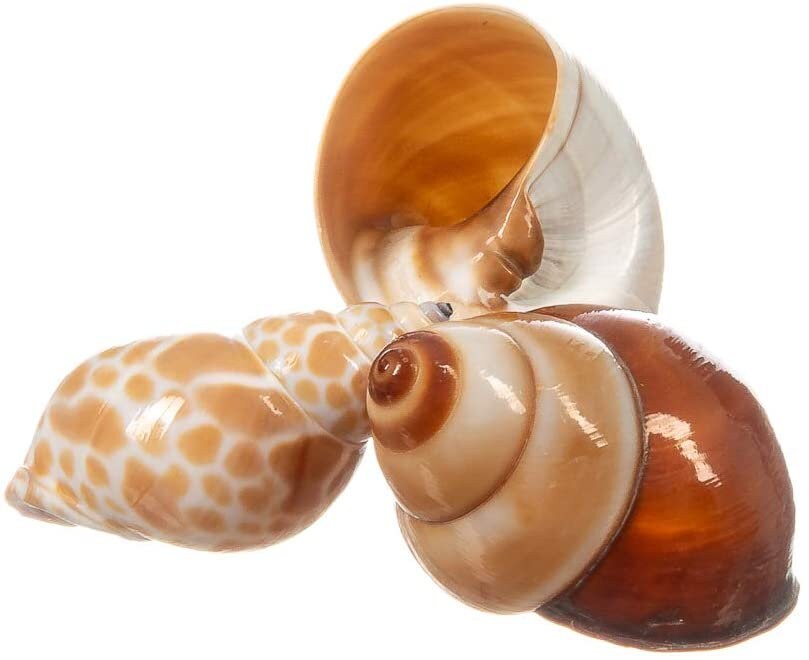 Hermit Crab Shells 3 Polished Turbo Shells 13 - Etsy