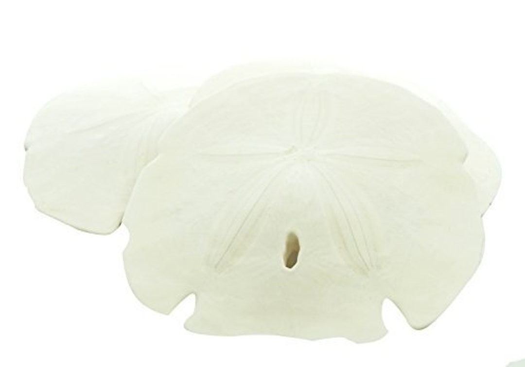 Sand Dollars Real Arrowhead Sand Dollar Shells 4 - Etsy
