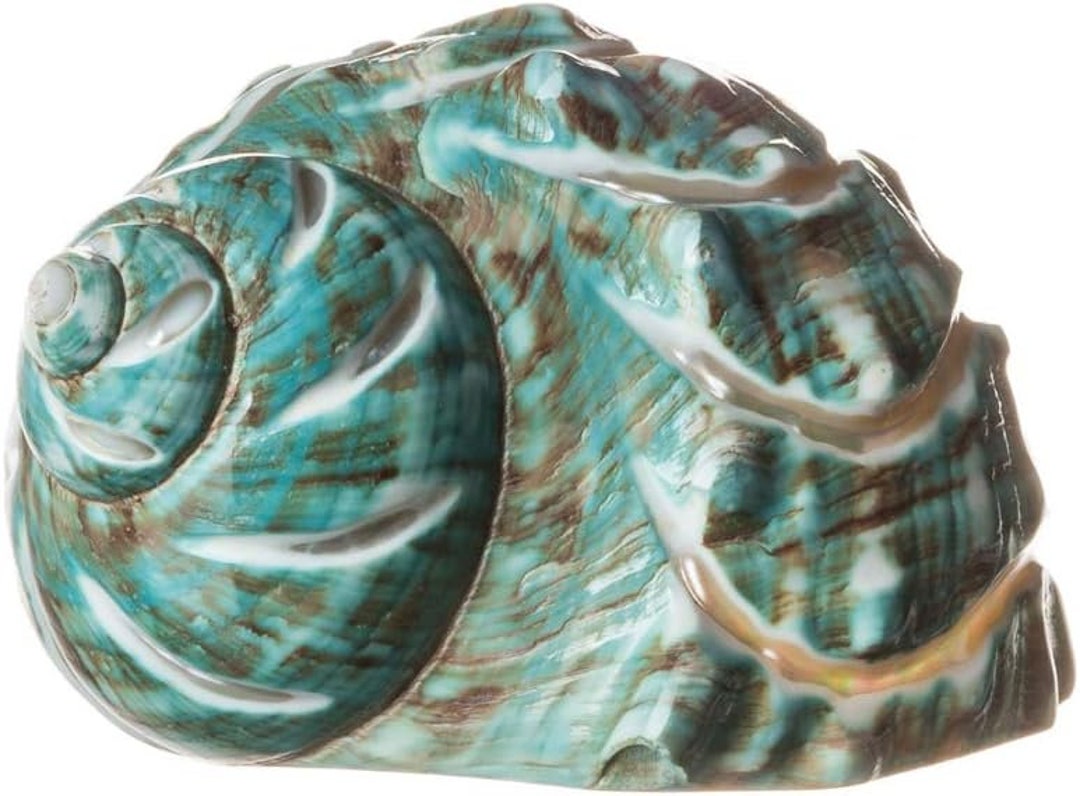Hermit Crab Shells Turbo Shells Jade Green Spiral Striped Turbo Shell 3 ...