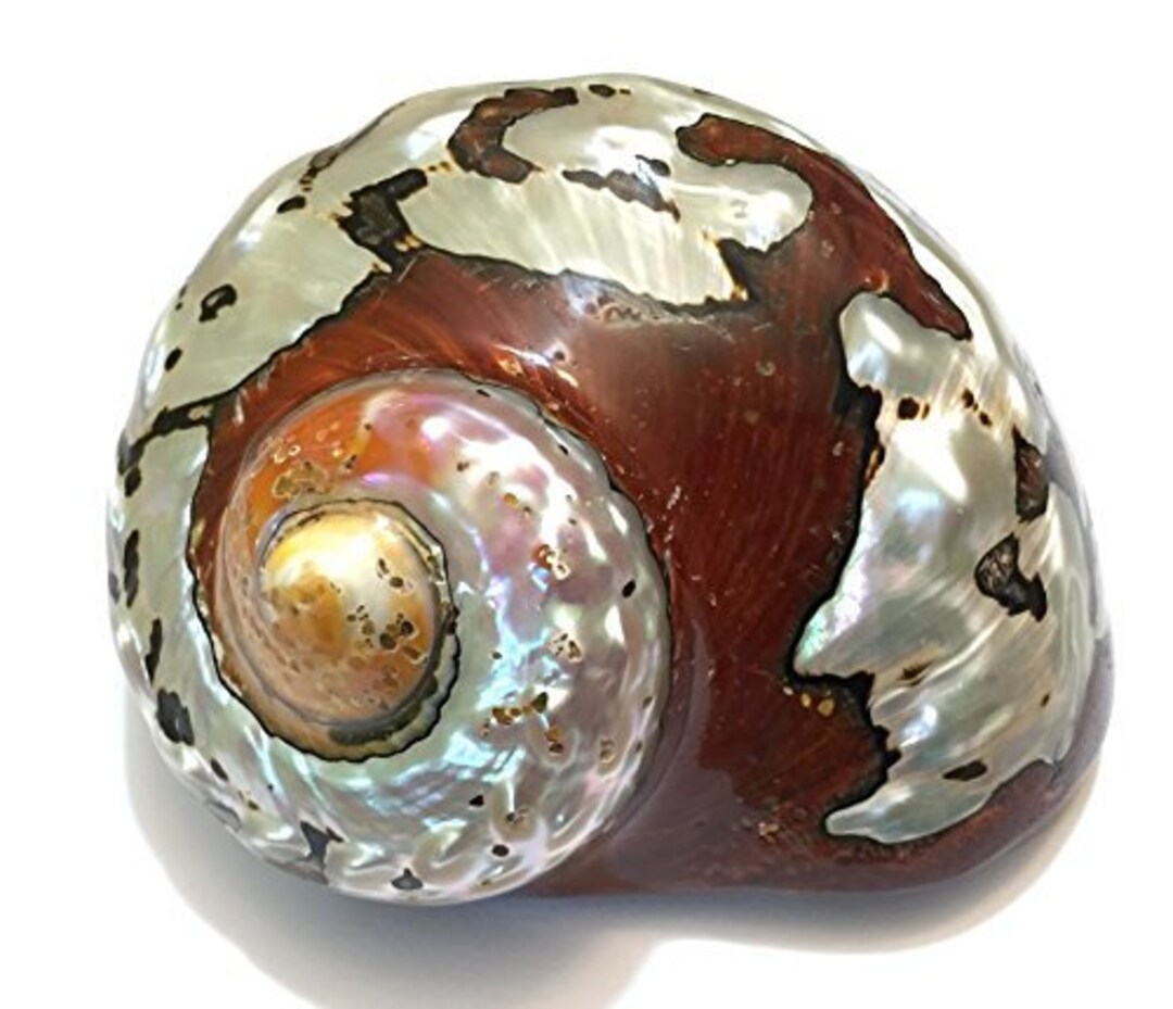 Hermit Crab Home Turbo Shell African Sarmaticus Turbo Shell 1 ...