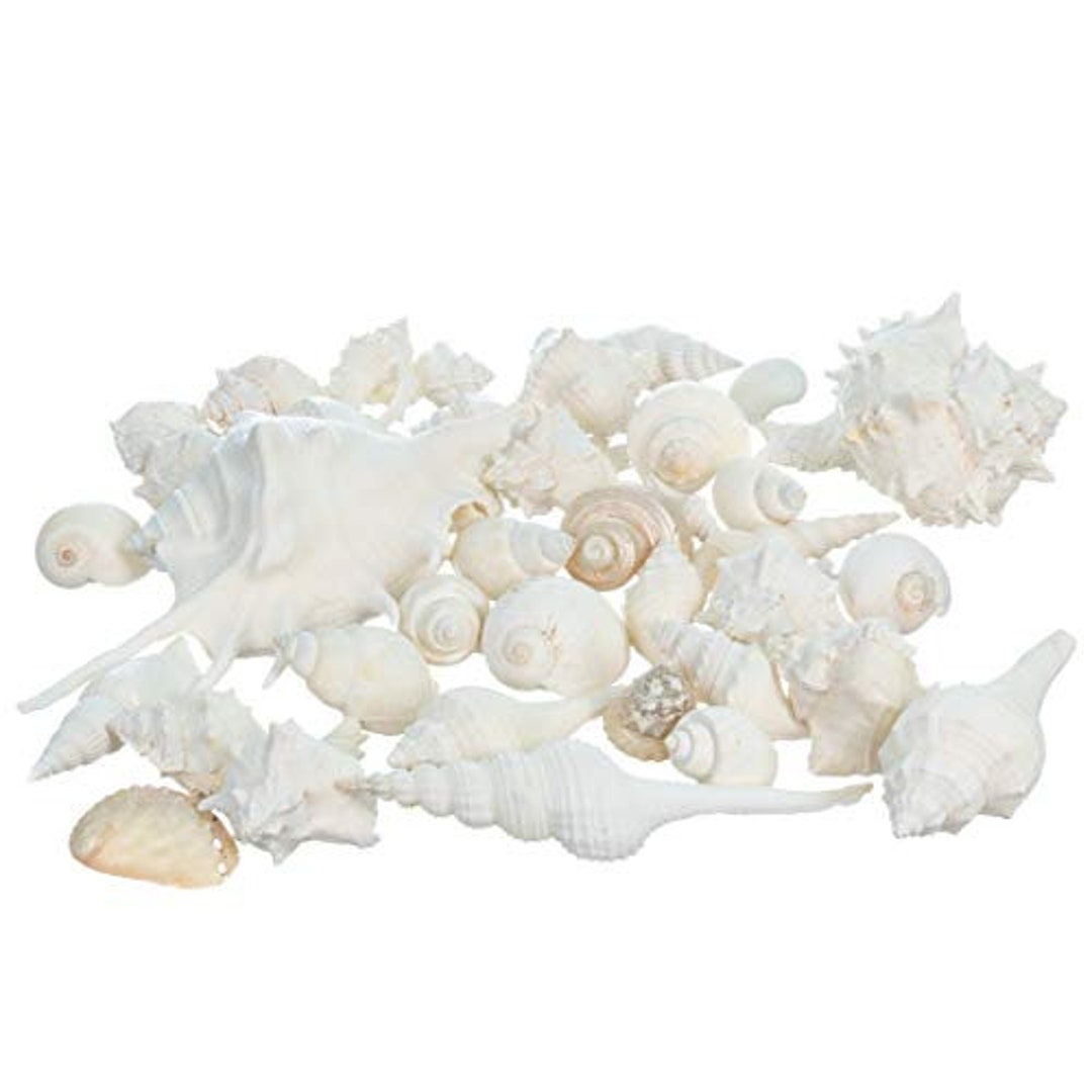 White Decorative Seashell Mix, 2 Pound of Shell for Decoration, Shells ...