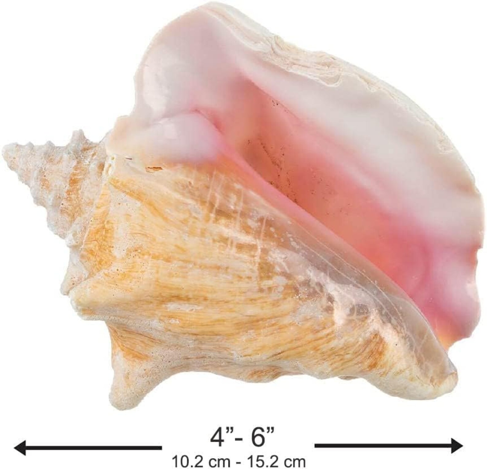 Conch Shell Large Sea Shells Garden Quality 5 to 6 Inch Conch Sea Shell ...