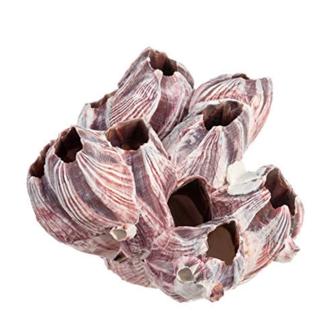 Real Purple Barnacle Cluster | 5"- 7" | Aquarium Ornament Piece for ...