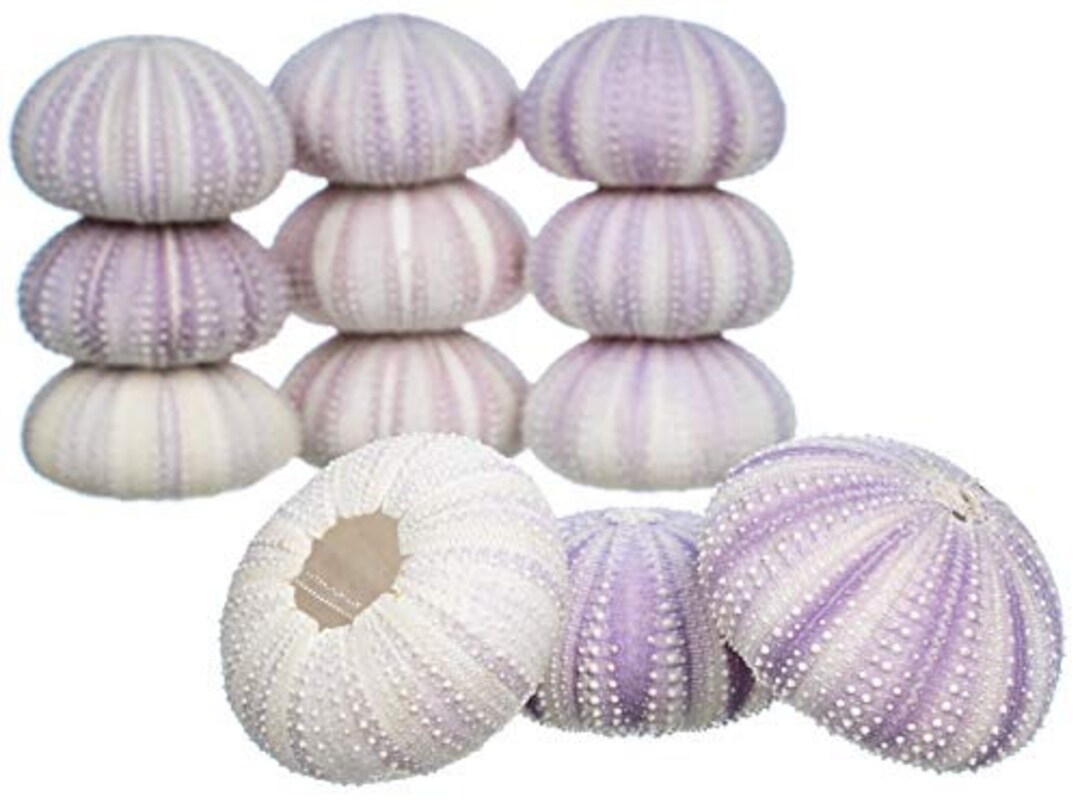 Sea Urchin 12 Purple Sea Urchin Shell 12 Purple Sea Urchin Shells for ...