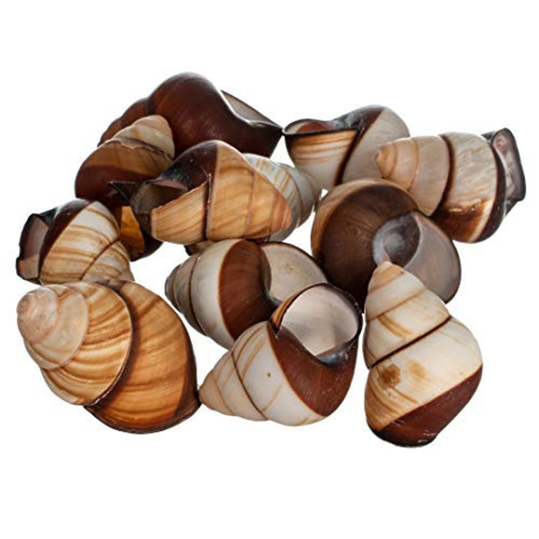 Hermit Crab Shells Turbo Shells 12 Brown Snail Shells 1 to 2 Inch ...