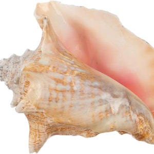 Conch Shell Large Sea Shells Garden Quality 5 to 6 Inch Conch Sea Shell ...