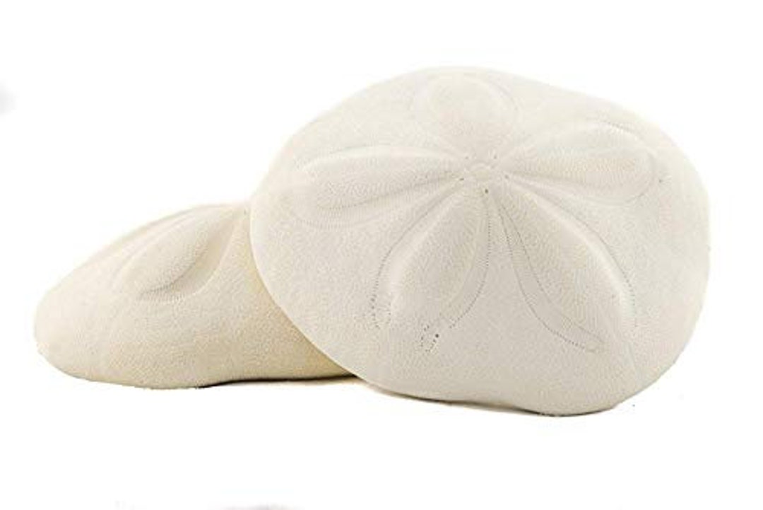 Sea Biscuits Large Real Sea Biscuits 4 to 5in Set of 2 Sand Sea ...