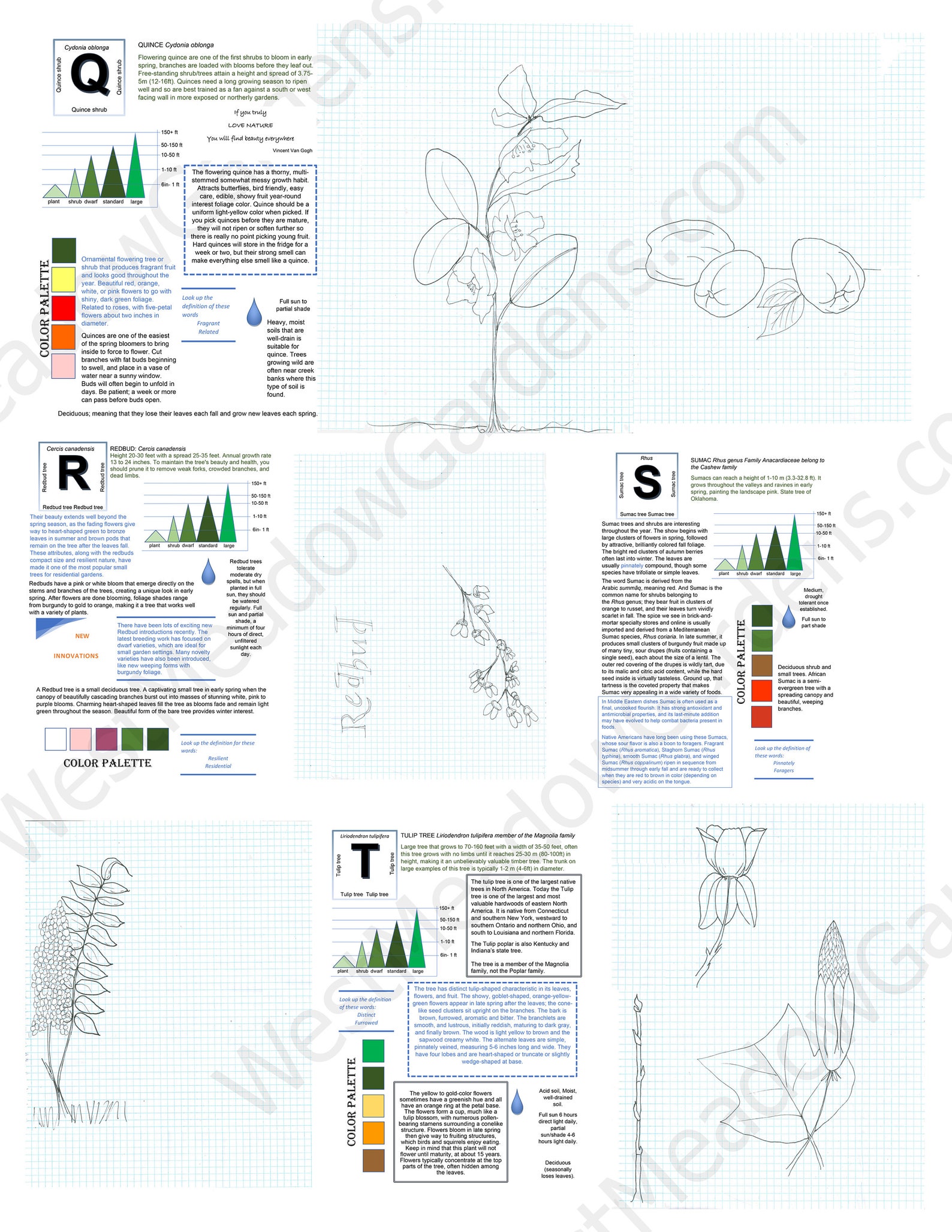 Field Journal A-Z Trees and Shrubs - Etsy