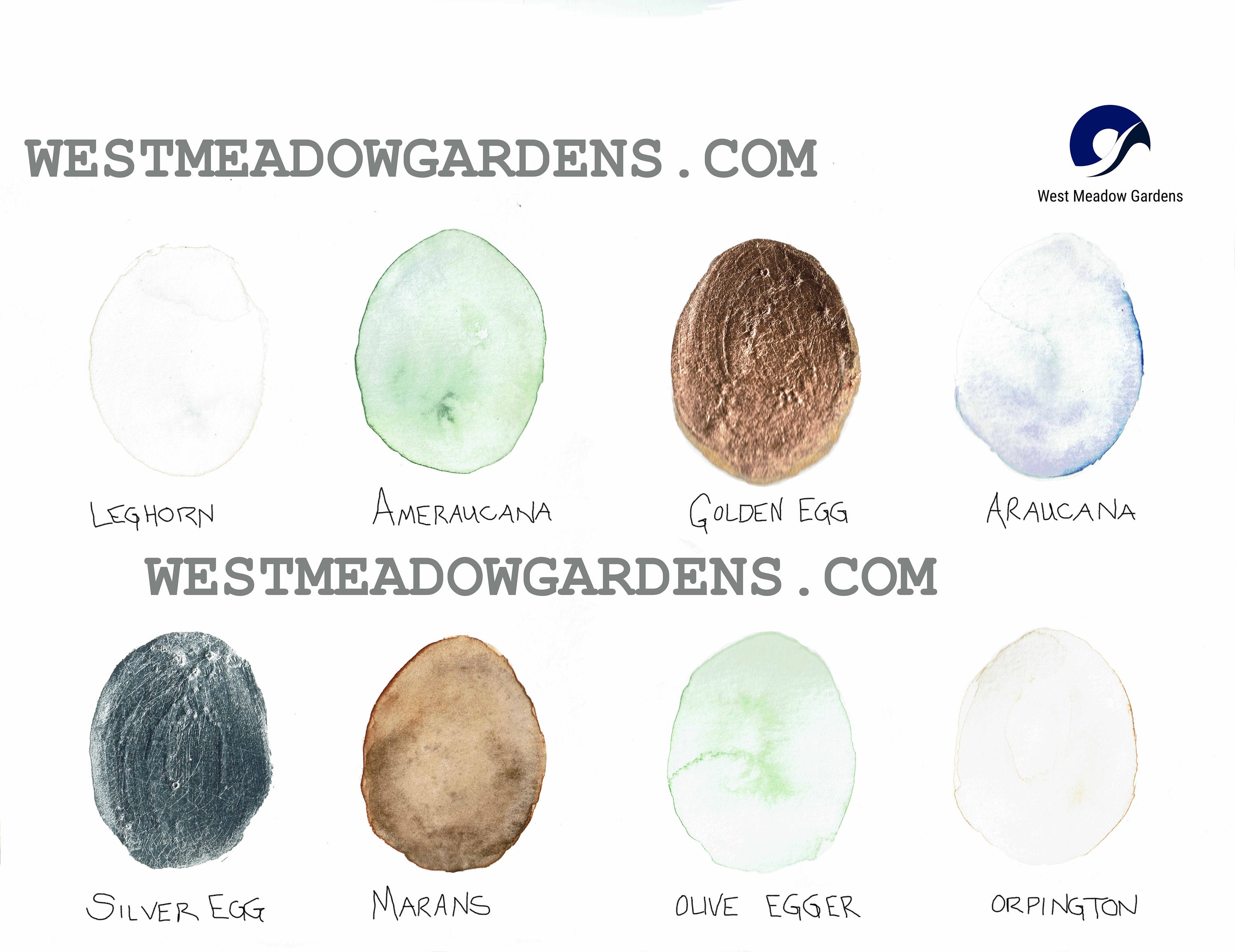 Digital Download Chicken Mixed Media Papers Collage Pages Journal ...