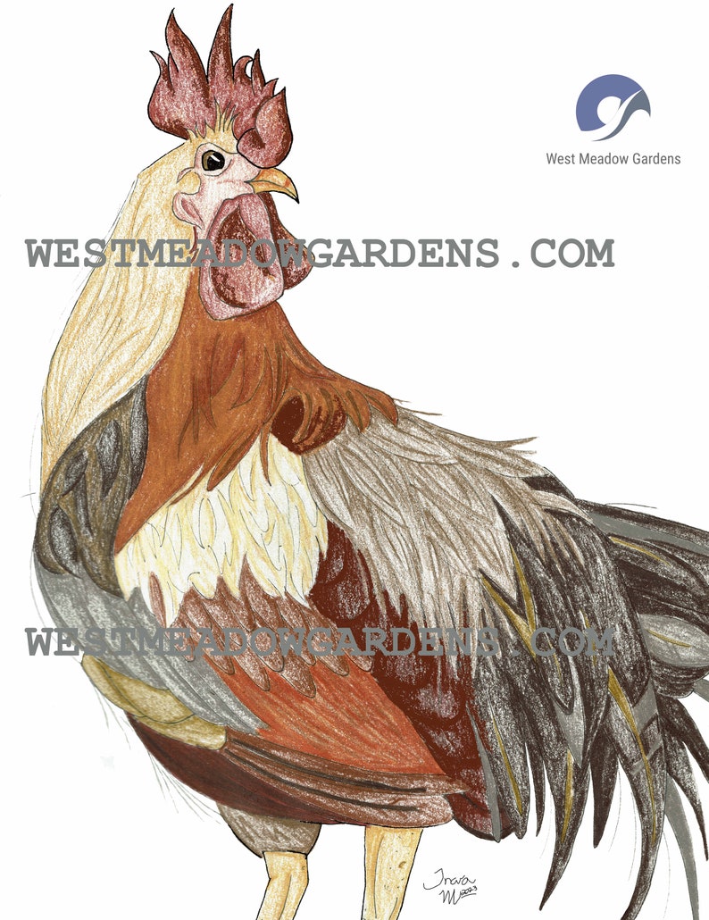 Digital Download Chicken Mixed Media Papers Collage Pages Journal ...