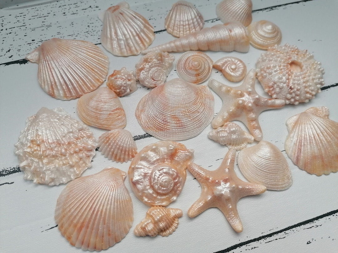 24 Mixed Large Sizes Edible Icing Sea Shells Ivory Beach Cupcake ...