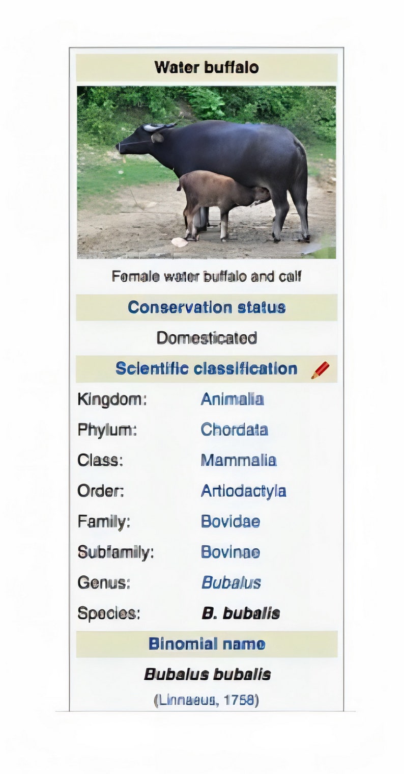 Maori Koru Wave Whaletail Pendant Hand Carved Horn Surfer - Etsy