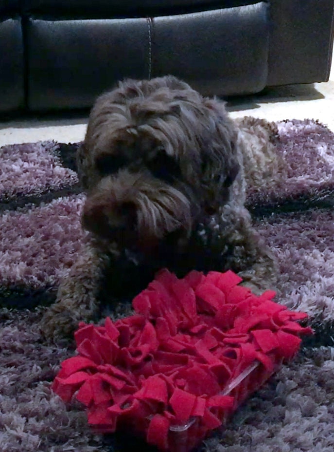 Snuffle Box Brain Game Toy for Dogs - DIGITAL PRINTABLE Instructions ...