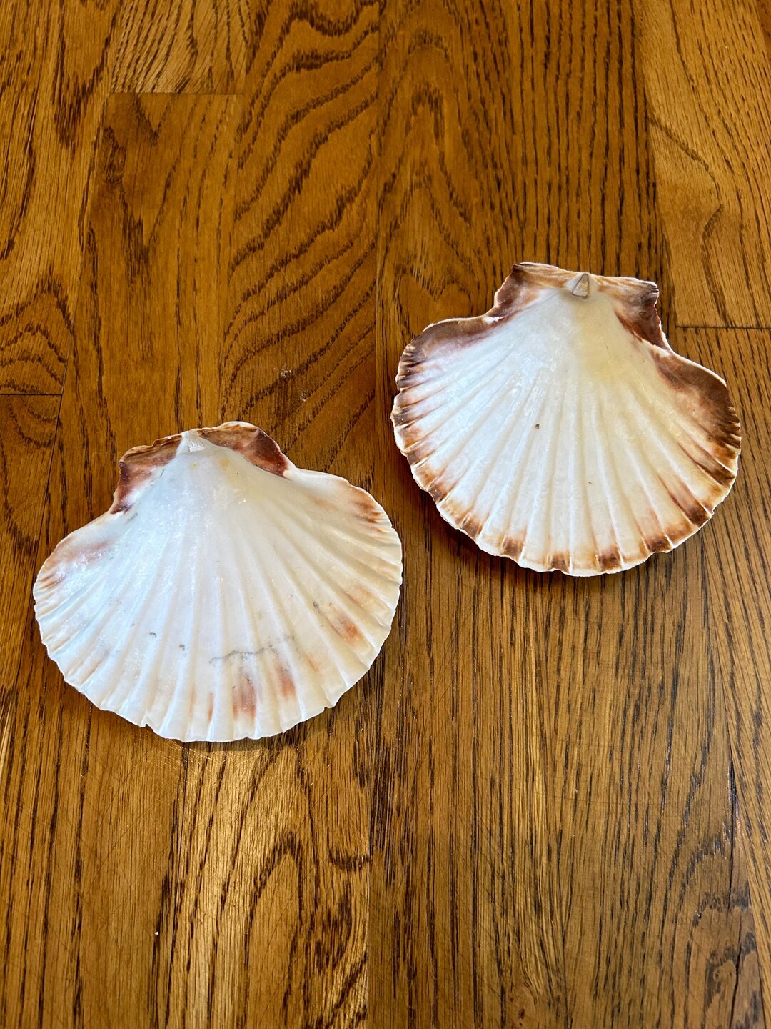 Medium Size Shells From France - Etsy