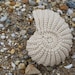 Crochet Nautilus Shell - Etsy