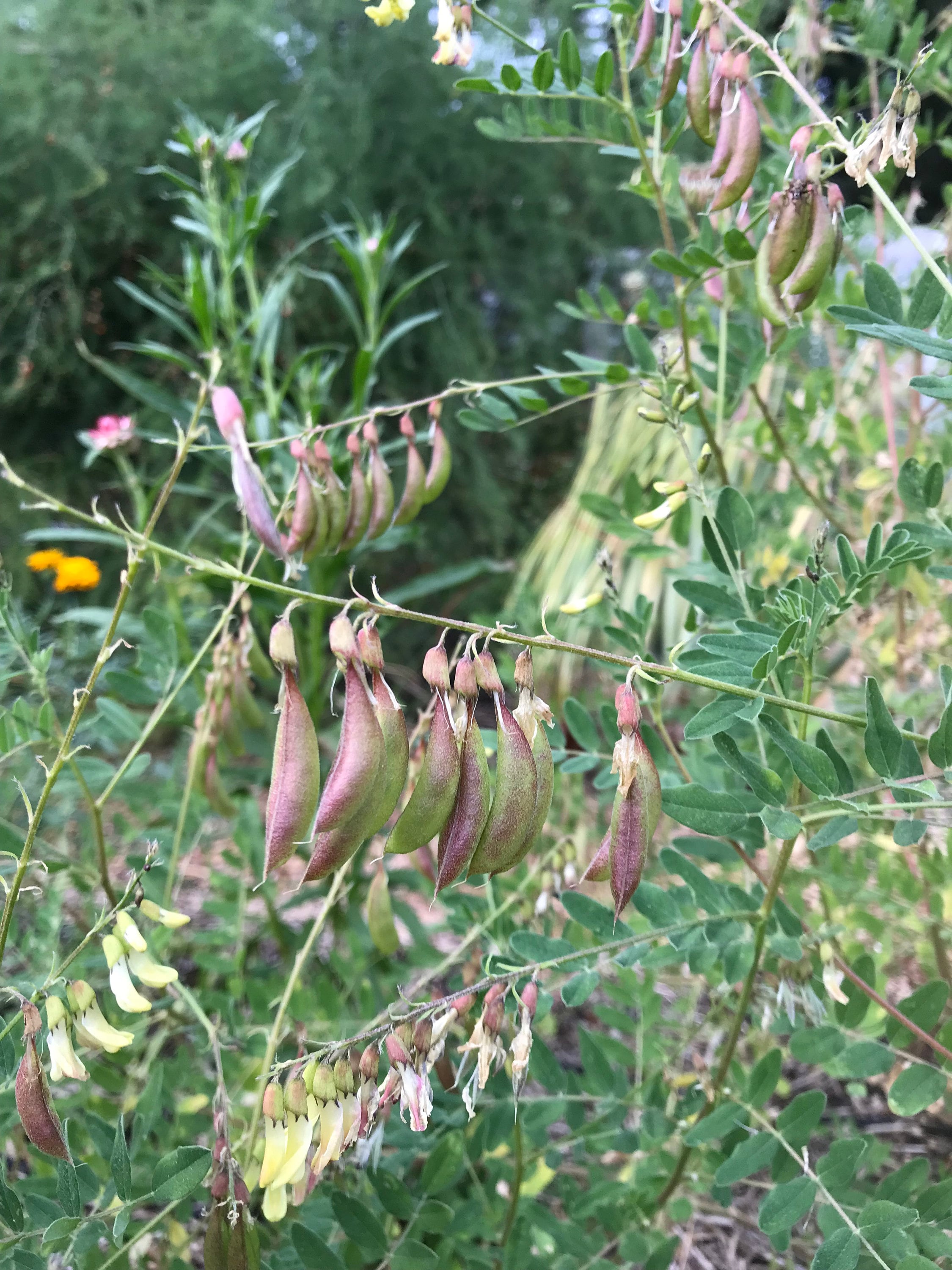 Astragalus Seeds Astragalus Membranaceus Huang-qi / Huang - Etsy Canada