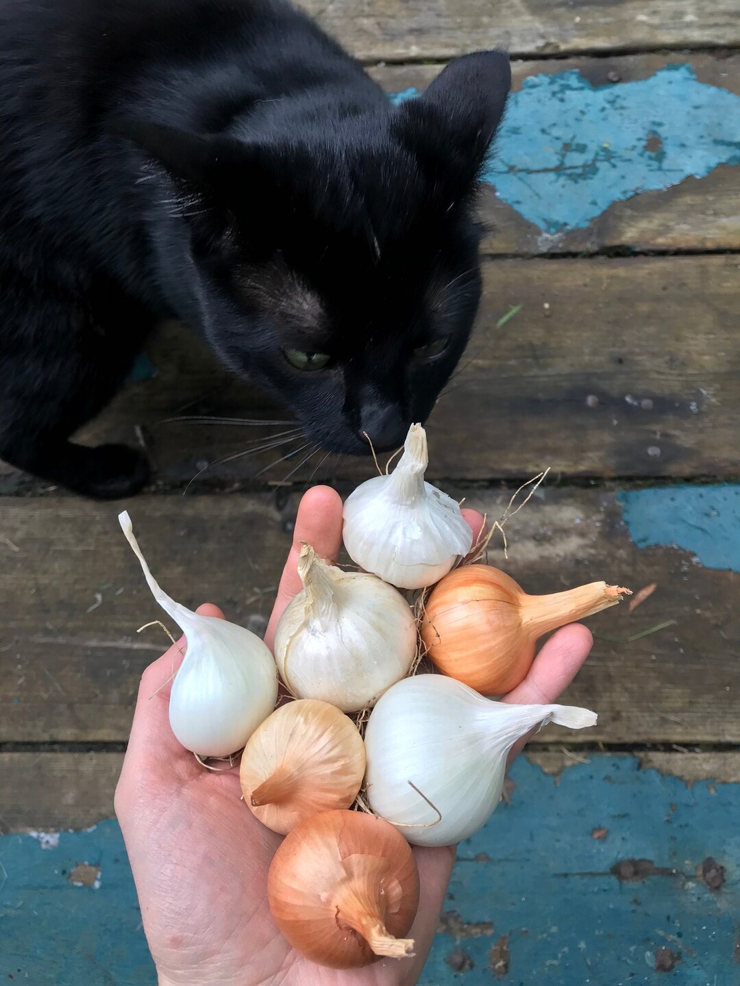 Potato Onion SEEDS - Multiplier Onions - Allium Cepa Var. Aggregatum ...