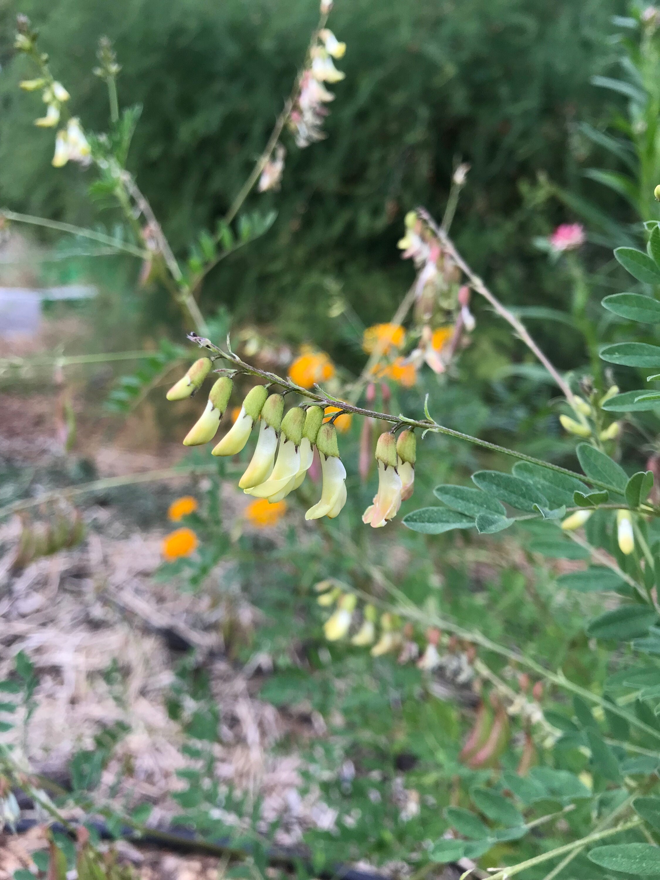 Astragalus Seeds Astragalus Membranaceus Huang-qi / Huang - Etsy Canada