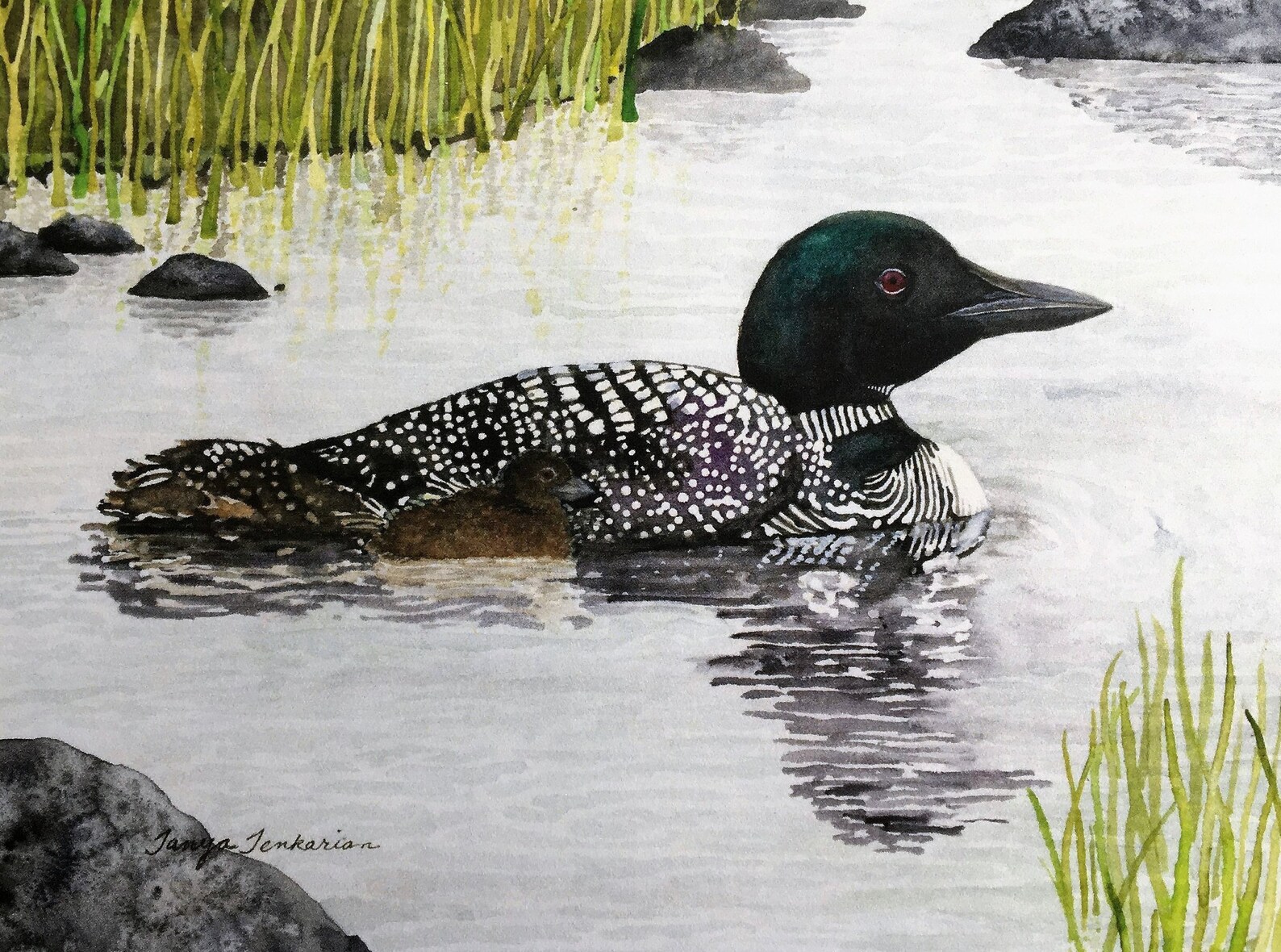 Loon Love Card, Loon, Lake, Fowl, Water, Watercolor, Art Print - Etsy