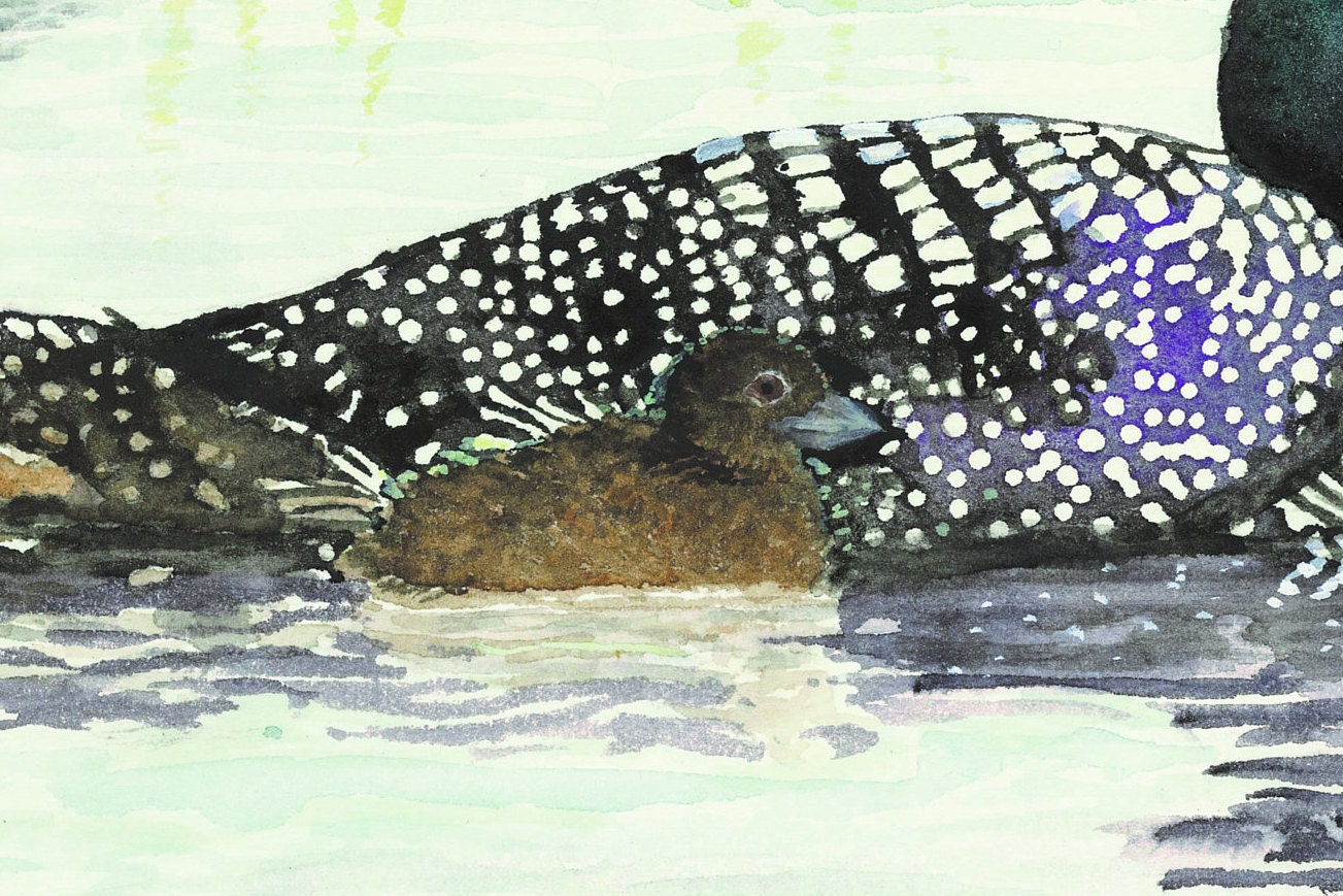 Loon Love Card, Loon, Lake, Fowl, Water, Watercolor, Art Print - Etsy